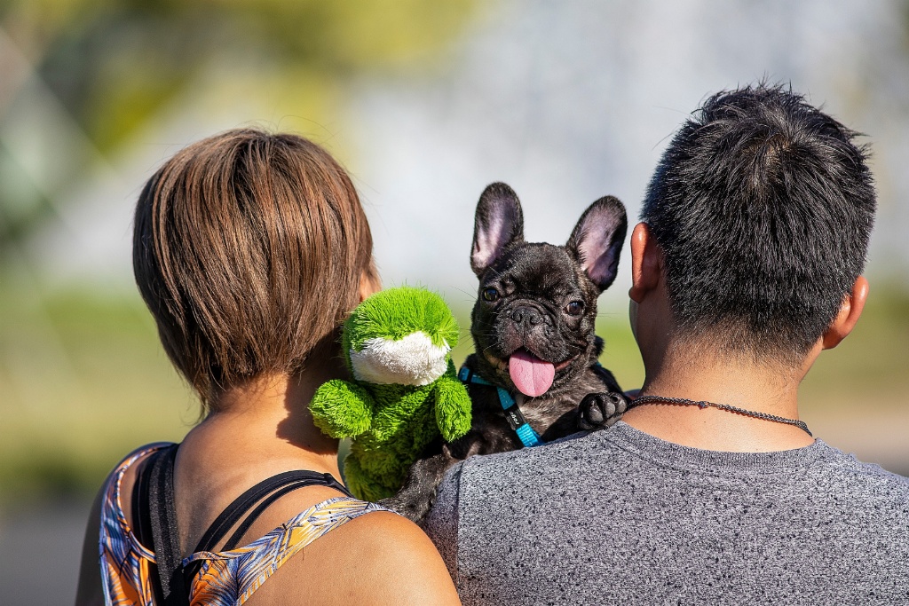 Outdoor Pet Photography